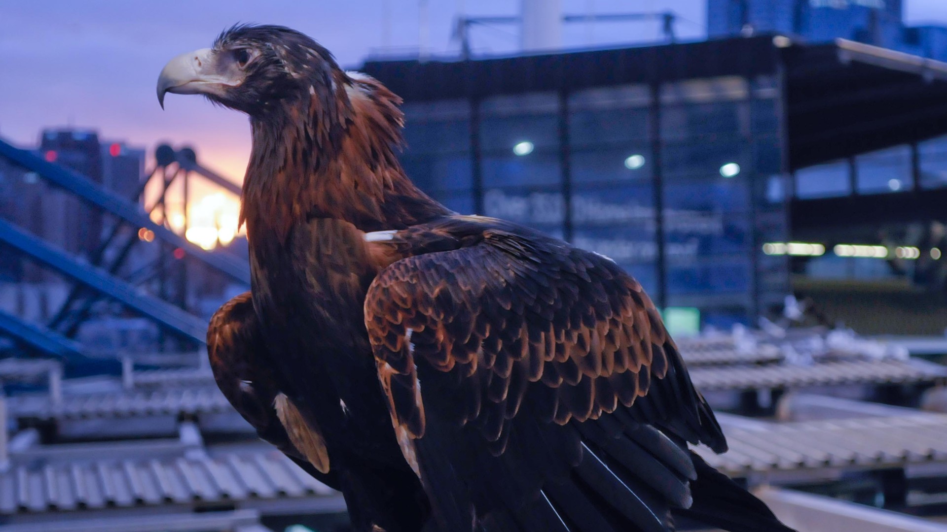 How raptors are saving crops — and sports — from pesky corellas ...